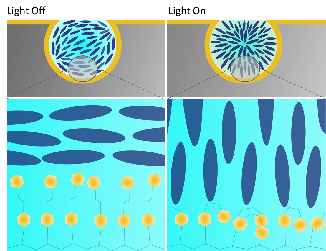Flipping liquid crystals with light - Science Descienced